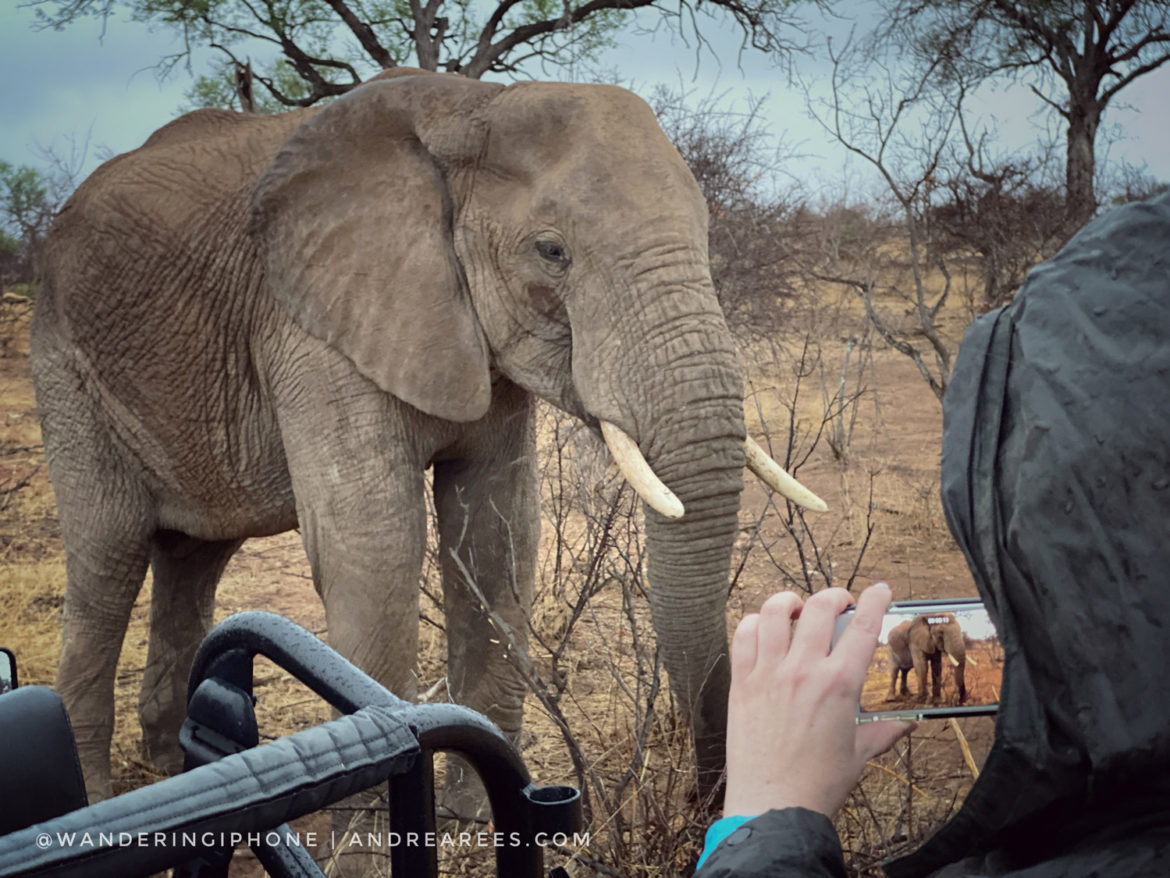 Photographing Your Safari with a Smartphone - wanderingiphone.com